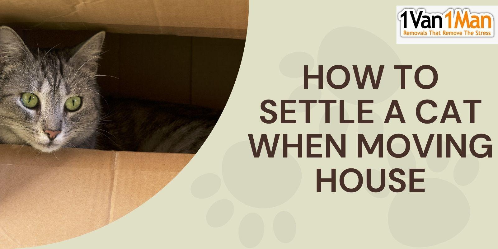 How to Settle a Cat After Moving House - 1 Van 1 Man